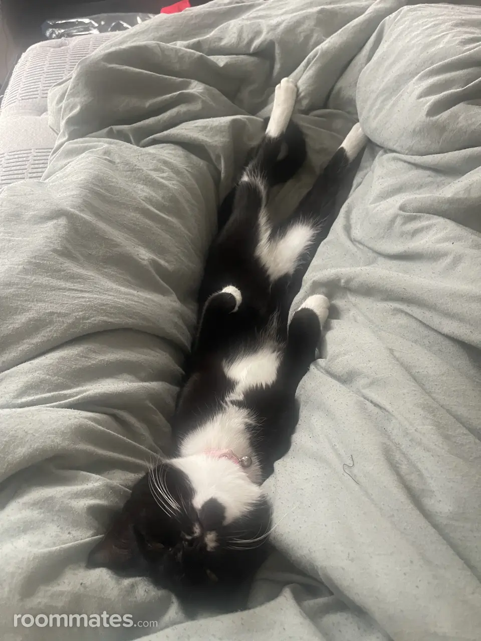 Jade is looking for a room in New York City, NY · Roommates.com